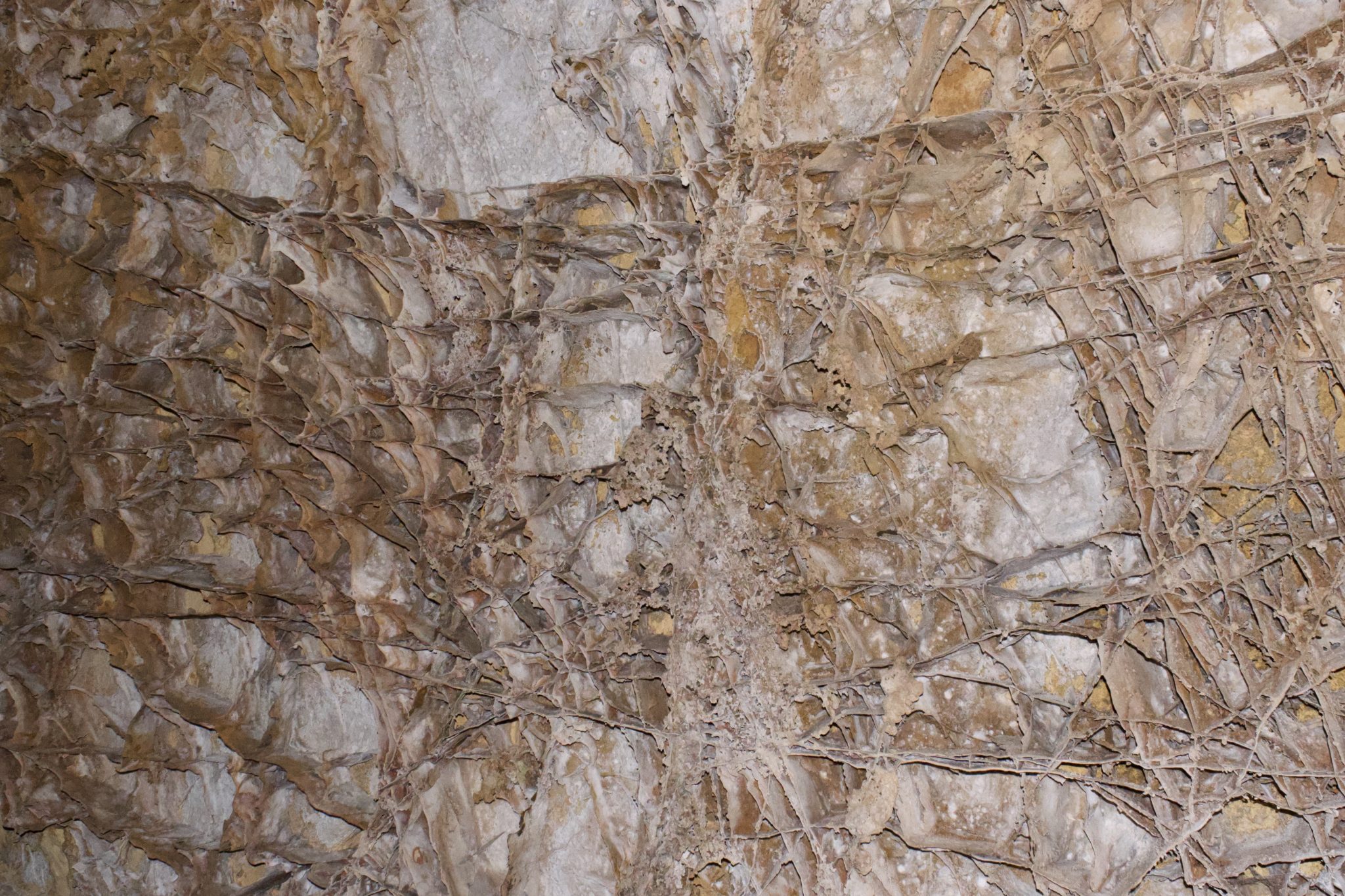 Wind Cave National Park: A Complete Guide